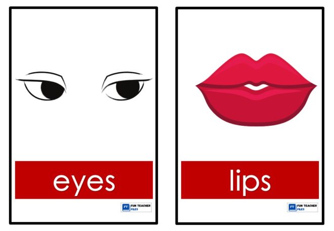 Parts of the Body Flashcards - Fun Teacher Files