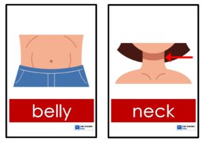 Parts of the Body Flashcards - Fun Teacher Files