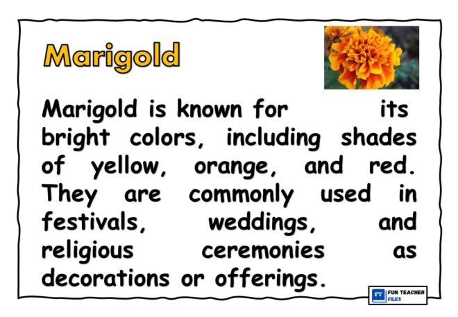 Reading Passages about Flowers - Fun Teacher Files