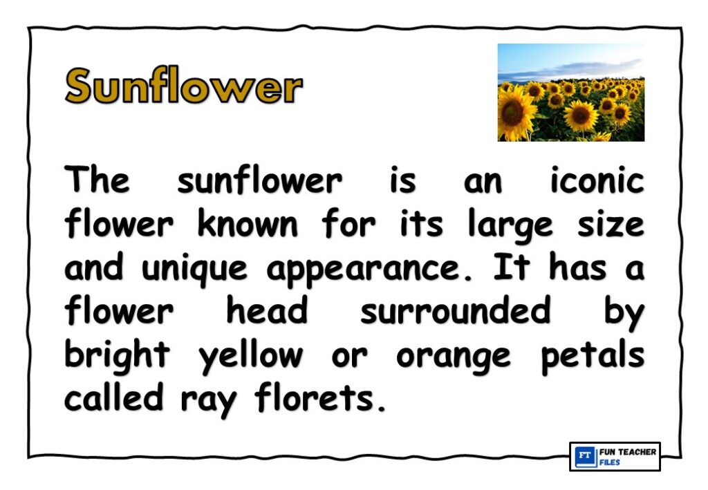 Reading Passages about Flowers - Fun Teacher Files