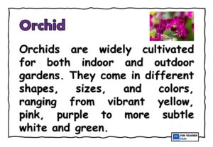 Reading Passages about Flowers - Fun Teacher Files